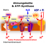 ATP-Synthase - Stoffwechsel - Abitur-Vorbereitung - Online-Kurse