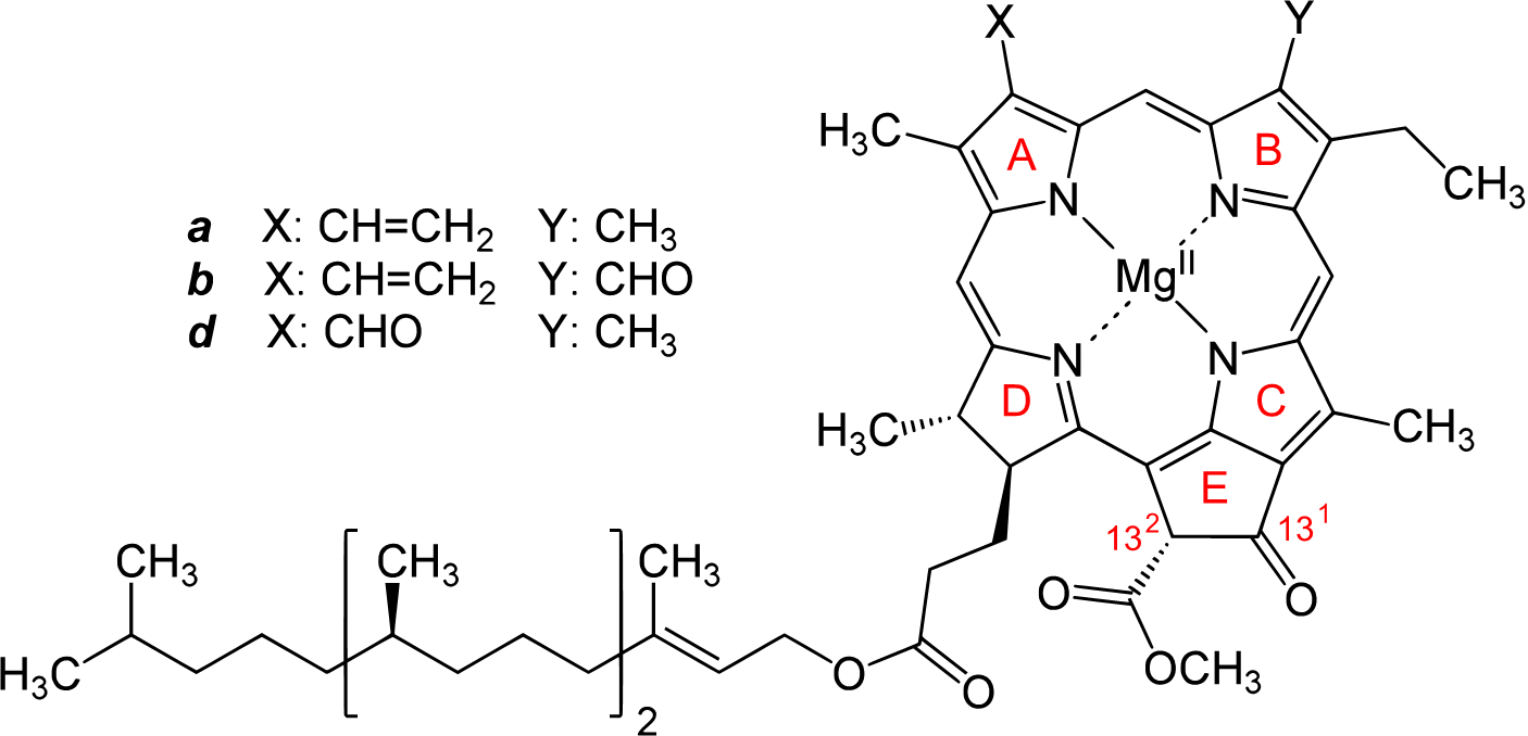 Chlorophyll - Organische Chemie - Abitur-Vorbereitung