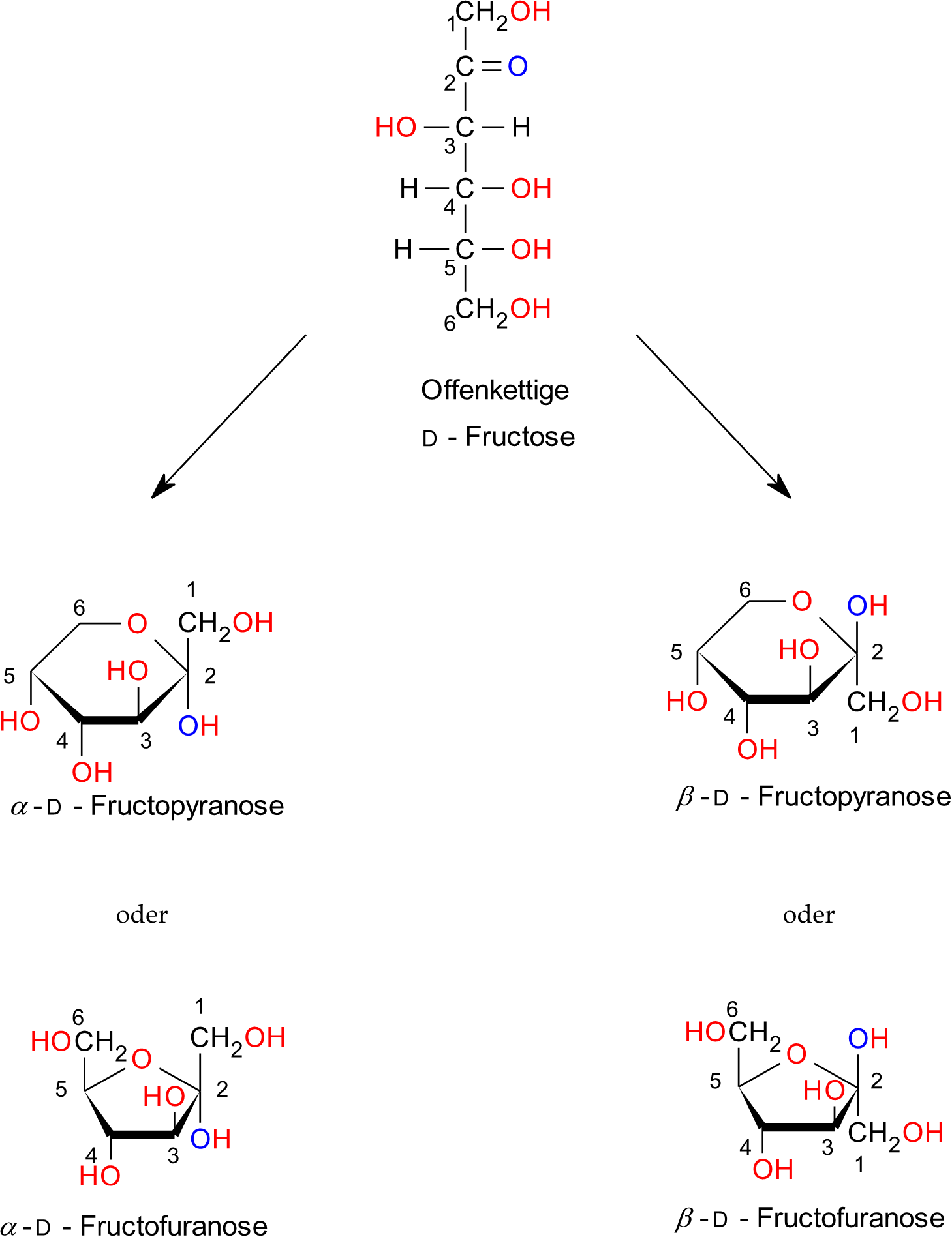 Unterteilung der Kohlenhydrate und ihre Projektionen