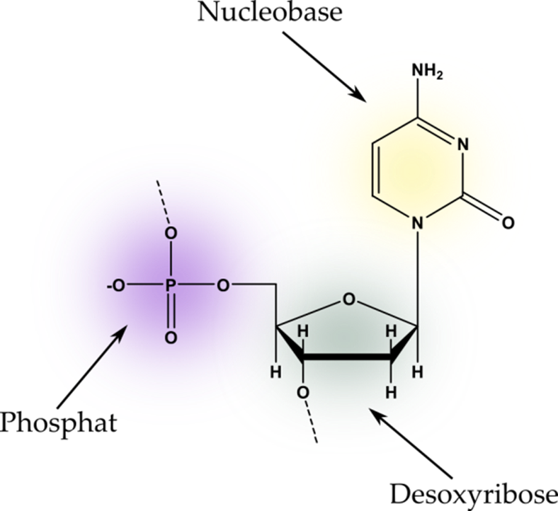 Nukleinsäuren: DNA - Organische Chemie - Online-Kurse