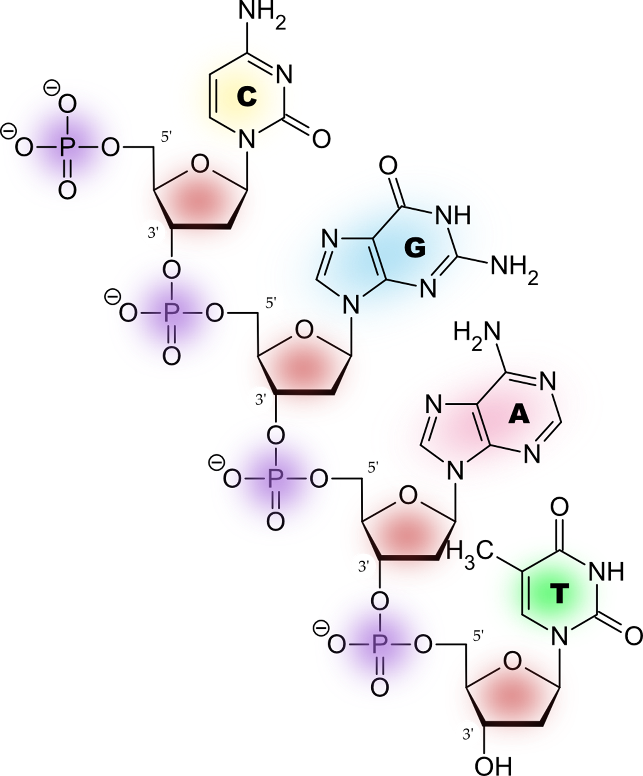 Nukleinsäuren: DNA - Organische Chemie - Online-Kurse