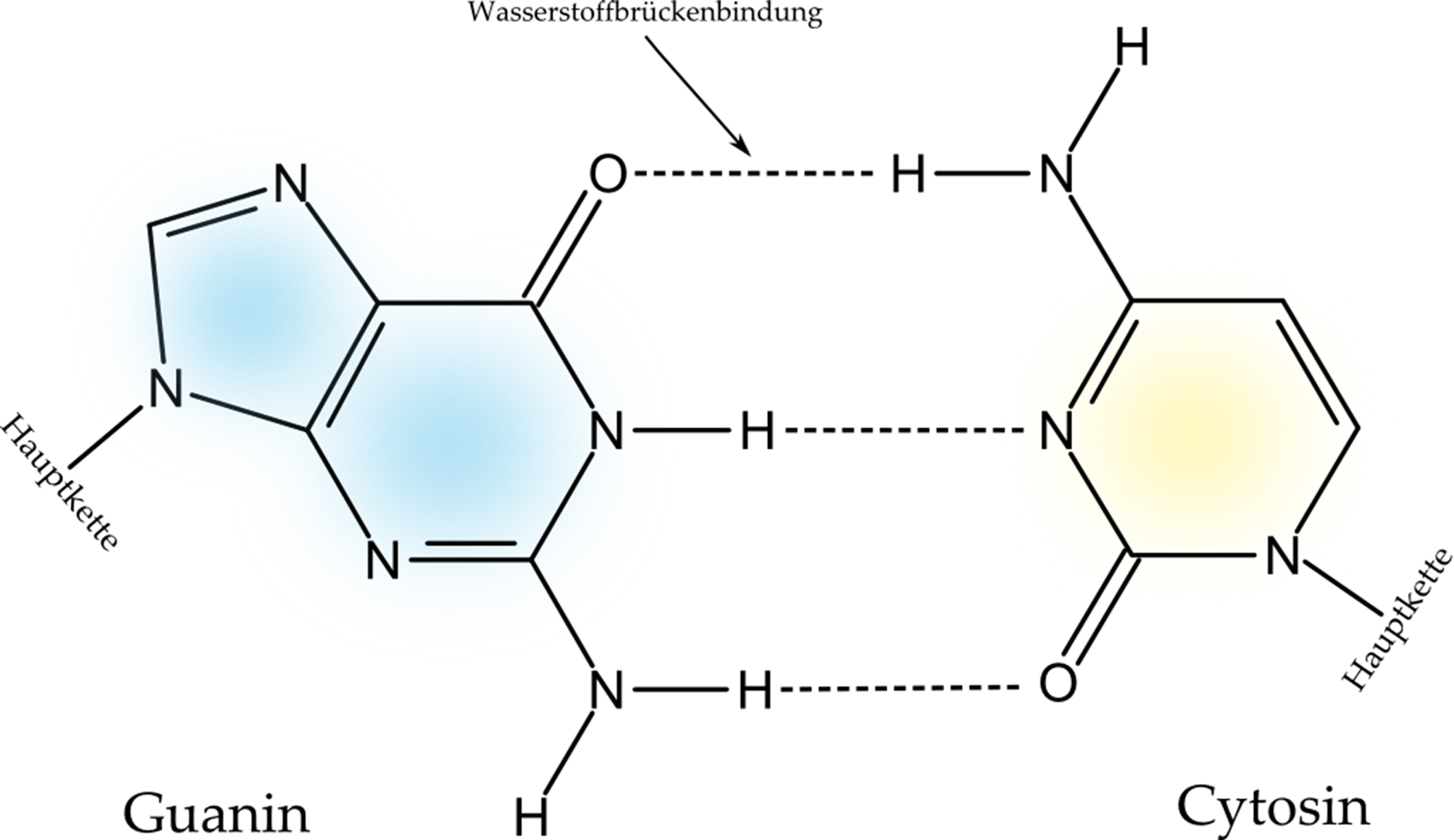 Nukleinsäuren: DNA - Organische Chemie - Online-Kurse