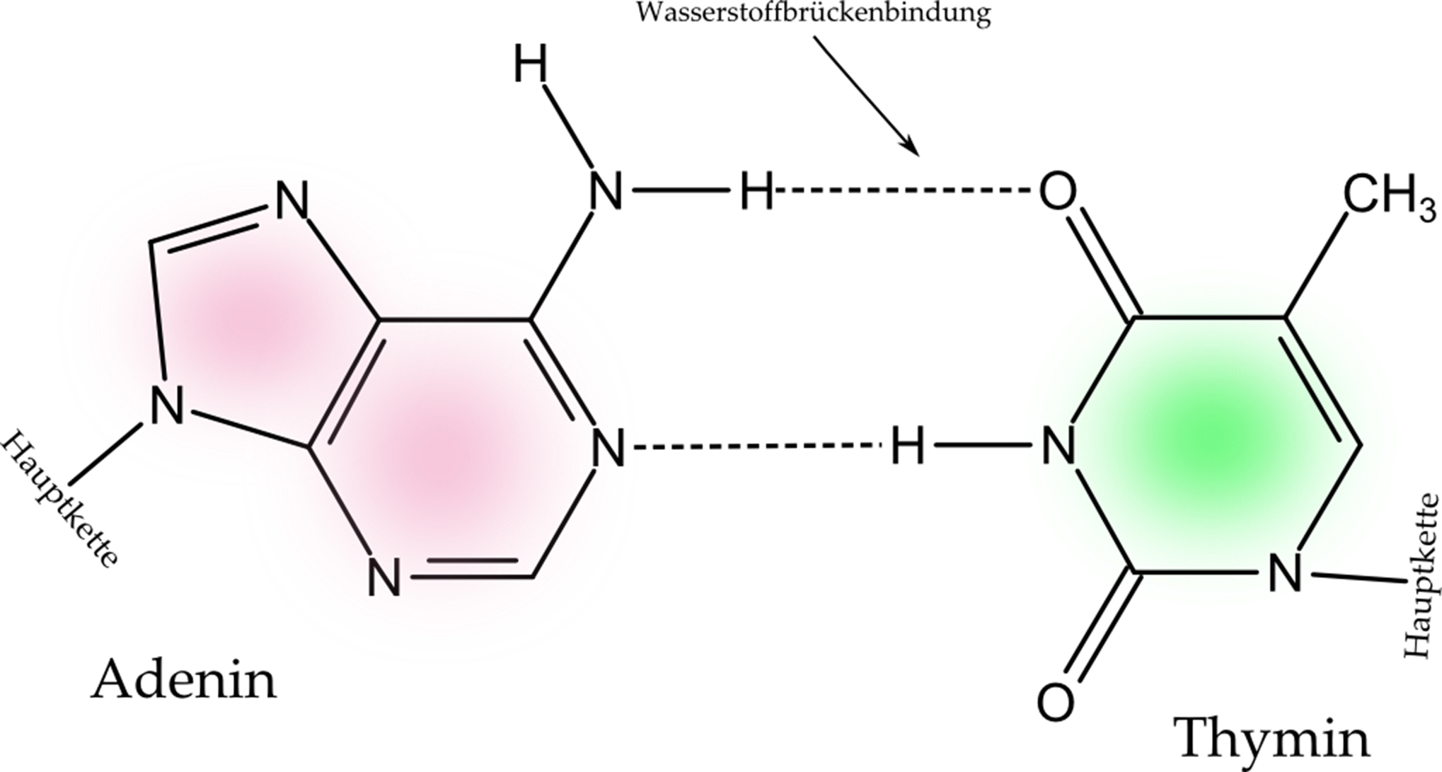 Nukleinsäuren: DNA - Organische Chemie - Online-Kurse