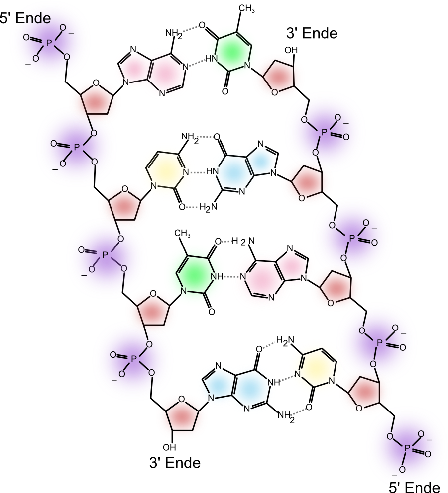 Nukleinsäuren: DNA - Organische Chemie - Online-Kurse