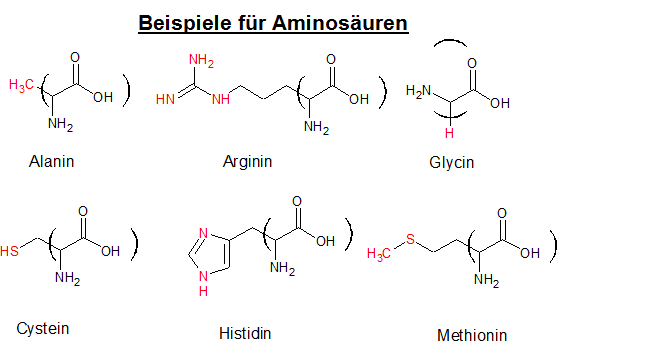 Aminos uren Grundbaustein Der Proteine Naturstoffe Aminos uren Grundbaustein Der Proteine Naturstoffe